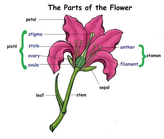 The Features of plants and flowers - Study Assistant