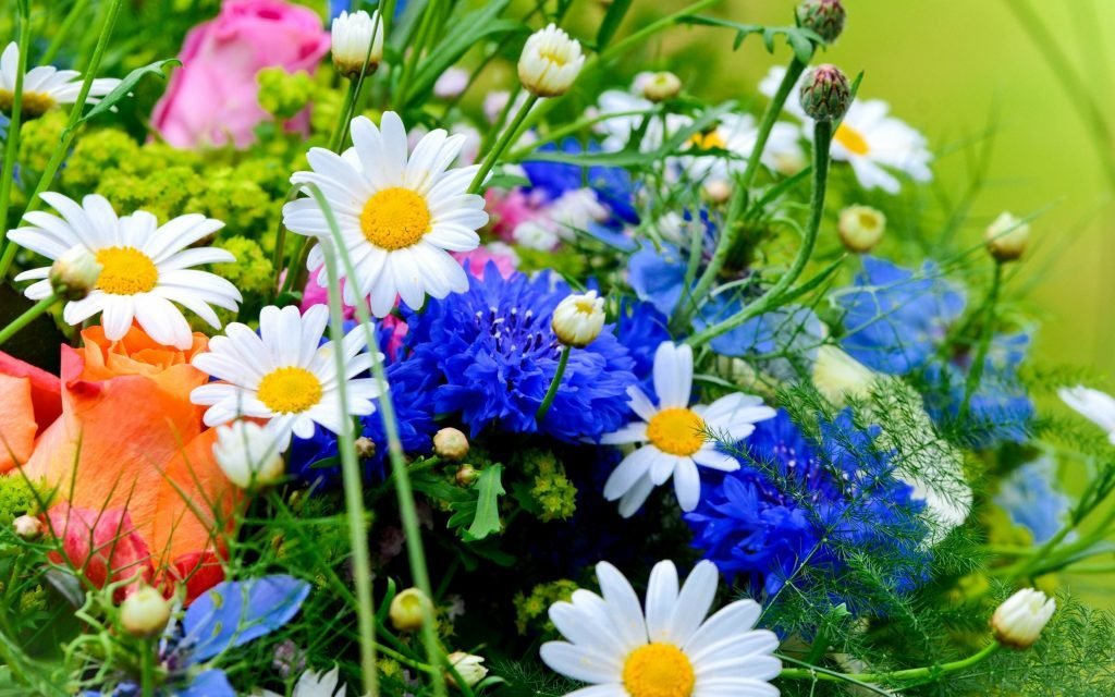 The Features of plants and flowers - Study Assistant