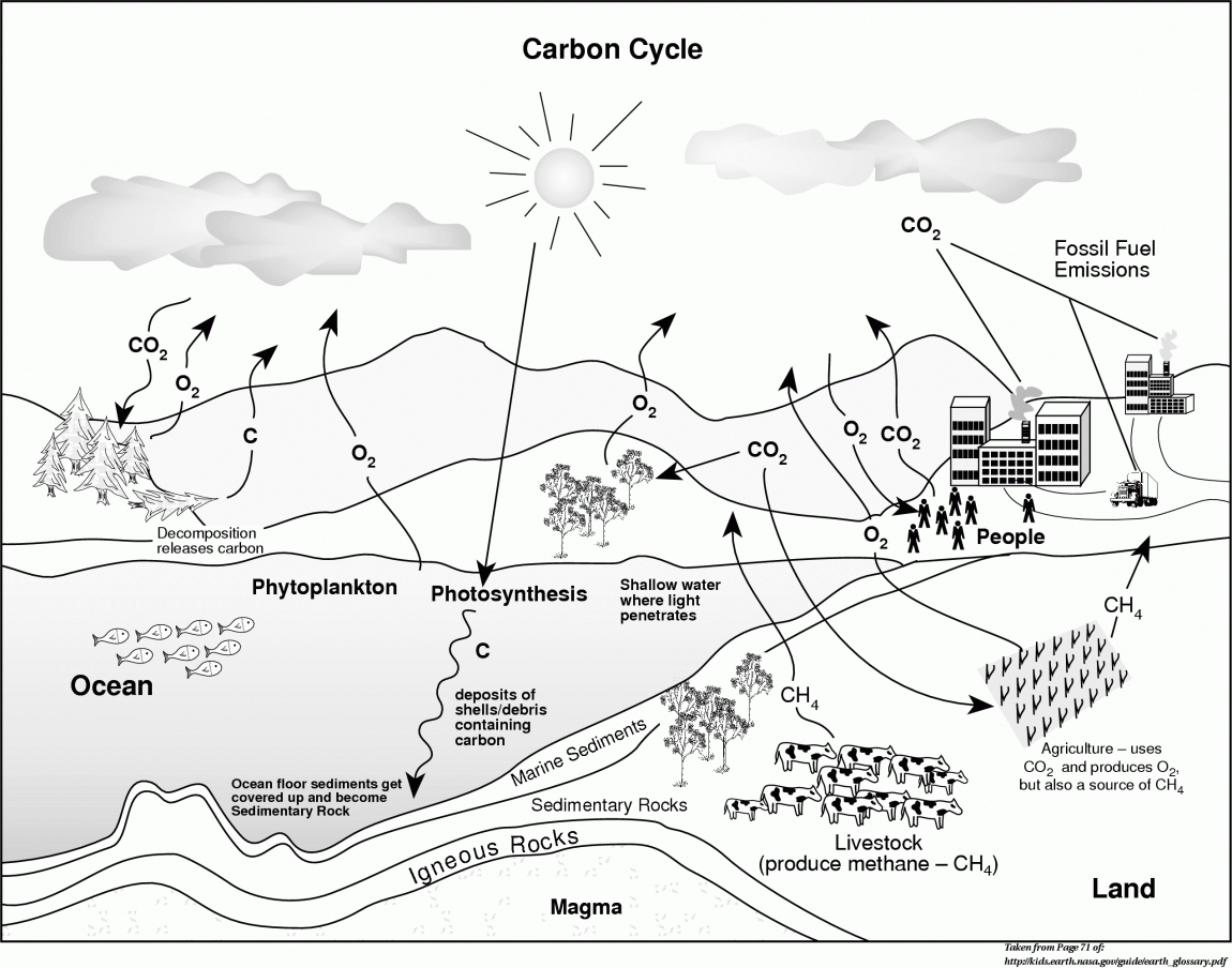 The three cycles of the Ecosystem - Study Assistant