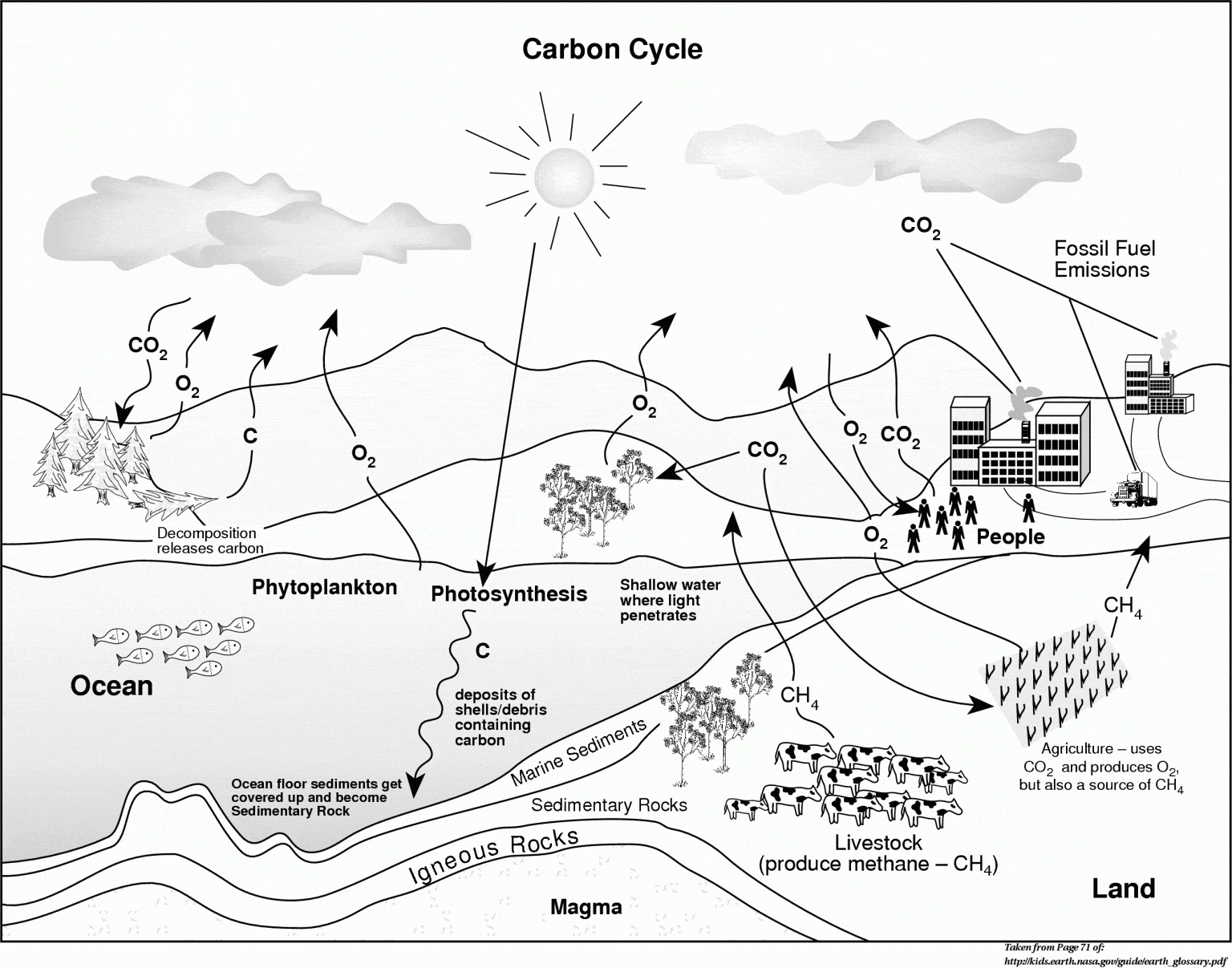 The three cycles of the Ecosystem - Study Assistant