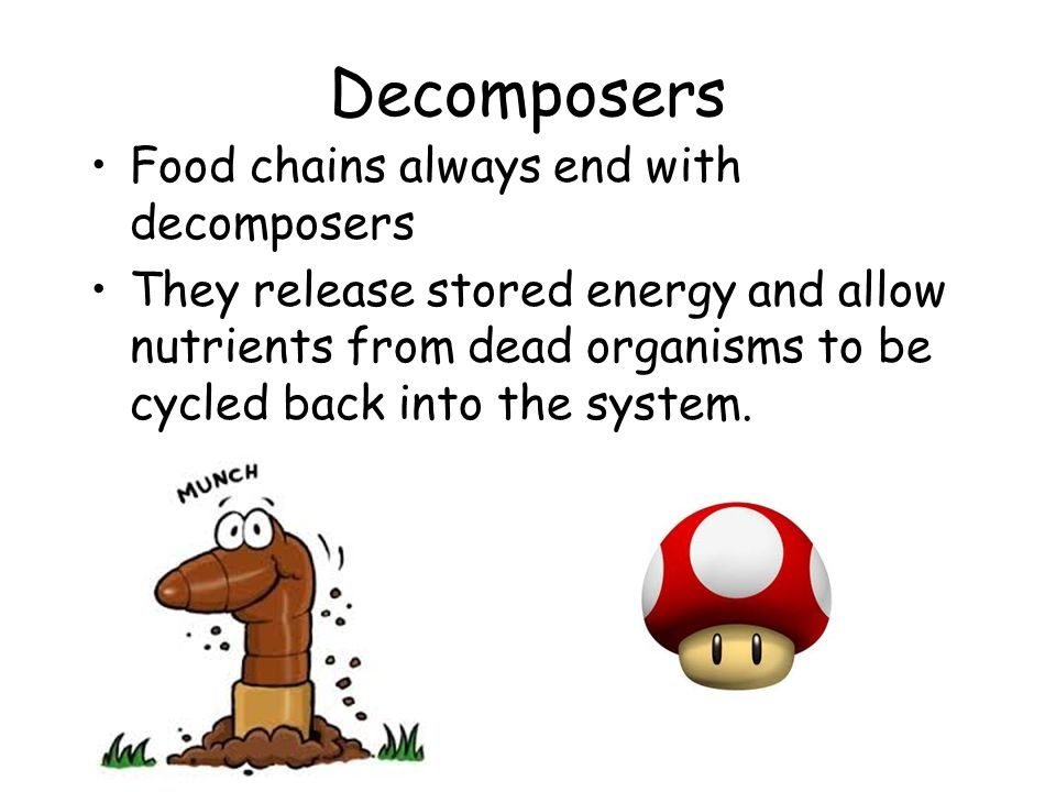 What is a Food Chain and A Food Web - Study Assistant