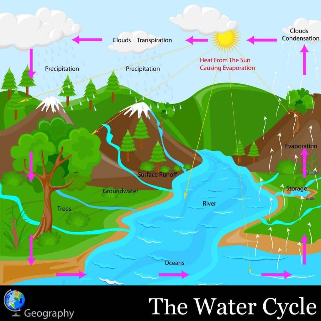 The three cycles of the Ecosystem - Study Assistant