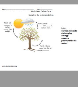 The three cycles of the Ecosystem - Study Assistant