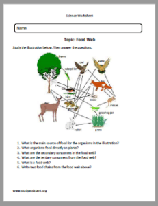 What is a Food Chain and A Food Web - Study Assistant